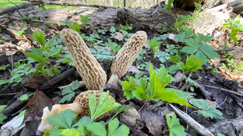 Beginner Guide to Morel Hunting - American Buffalo Knife & Tool